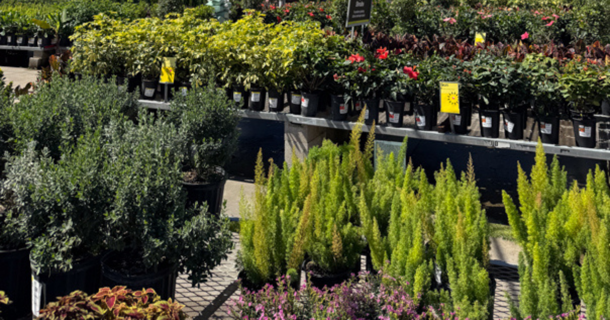 Central Florida Low Maintenance Landscaping